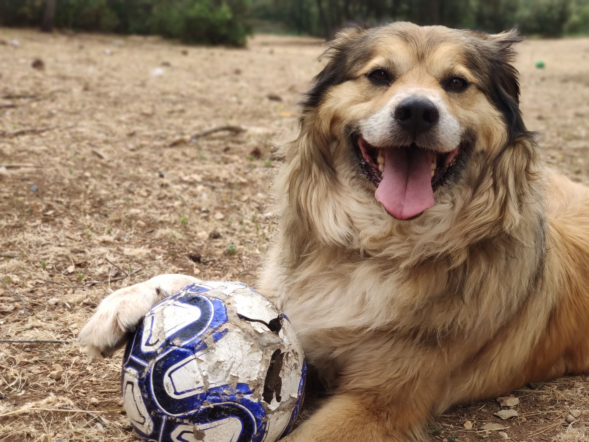 Refuge SPA d'Aix-En-Provence - Des Chiens En Liberté – 13 – Bouches-du ...