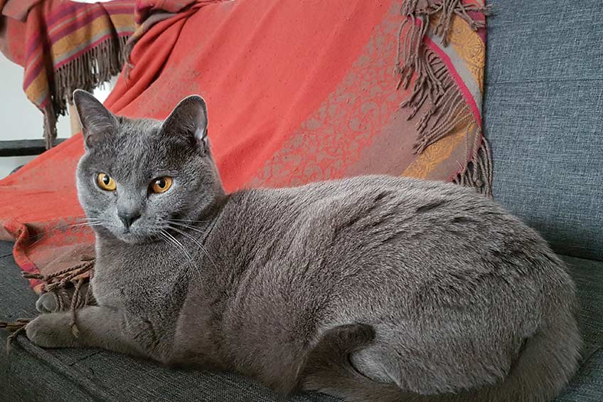 Le Chartreux | La SPA, Société Protectrice des Animaux