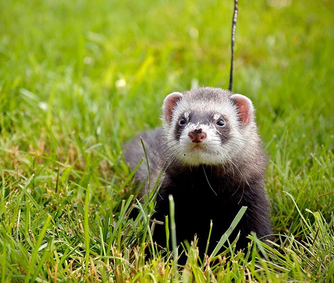 Les NAC | La SPA, Société Protectrice des Animaux
