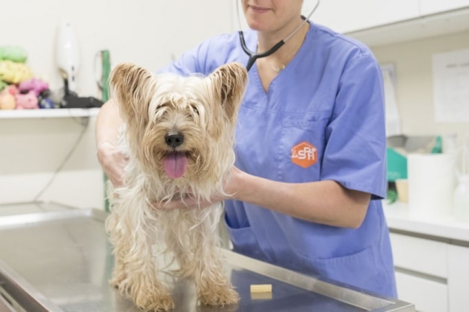 Notre aide aux soins des animaux