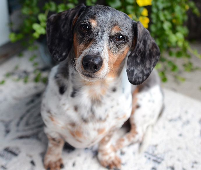 Teckel : caractère, éducation, santé et adoption | La SPA