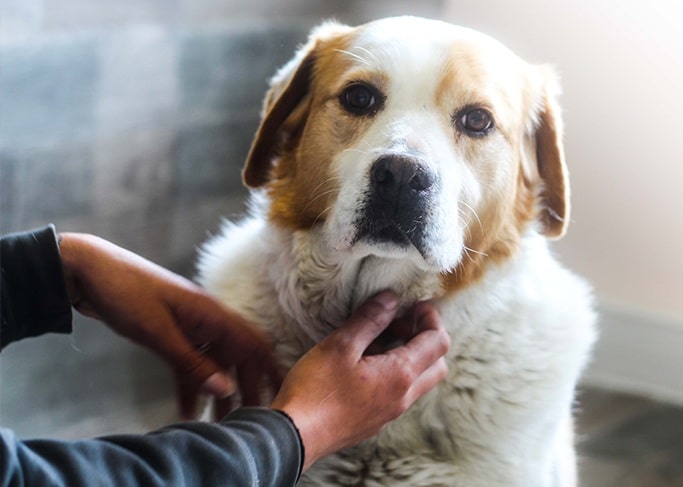 Les missions de la SPA | La SPA, Société Protectrice des Animaux