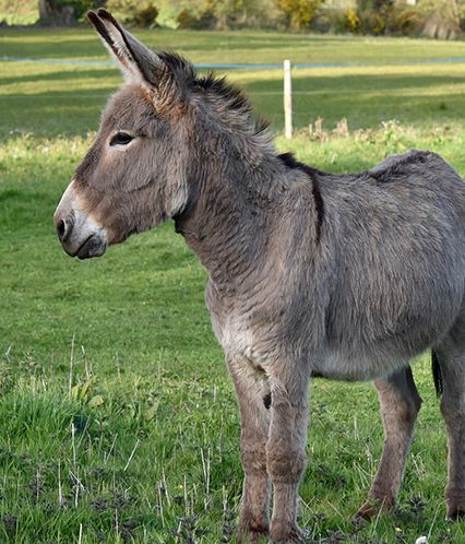 Tout savoir sur l’âne | La SPA, Société Protectrice des Animaux