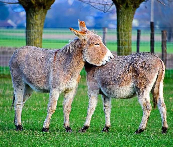 Tout savoir sur l’âne | La SPA, Société Protectrice des Animaux