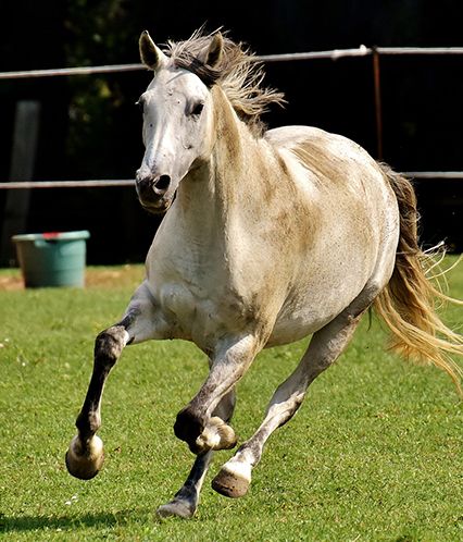 Le cheval : son caractère, son éducation, sa santé