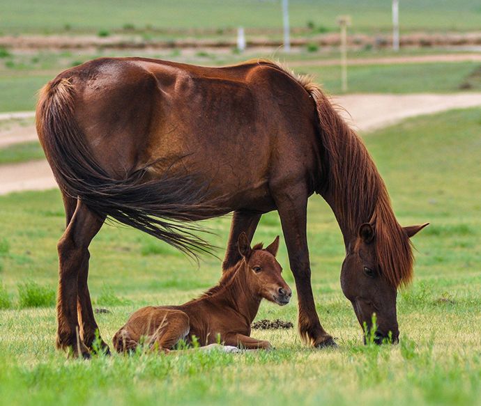 Adopter un cheval, un âne, un poney, une mule ou un mulet | La SPA ...
