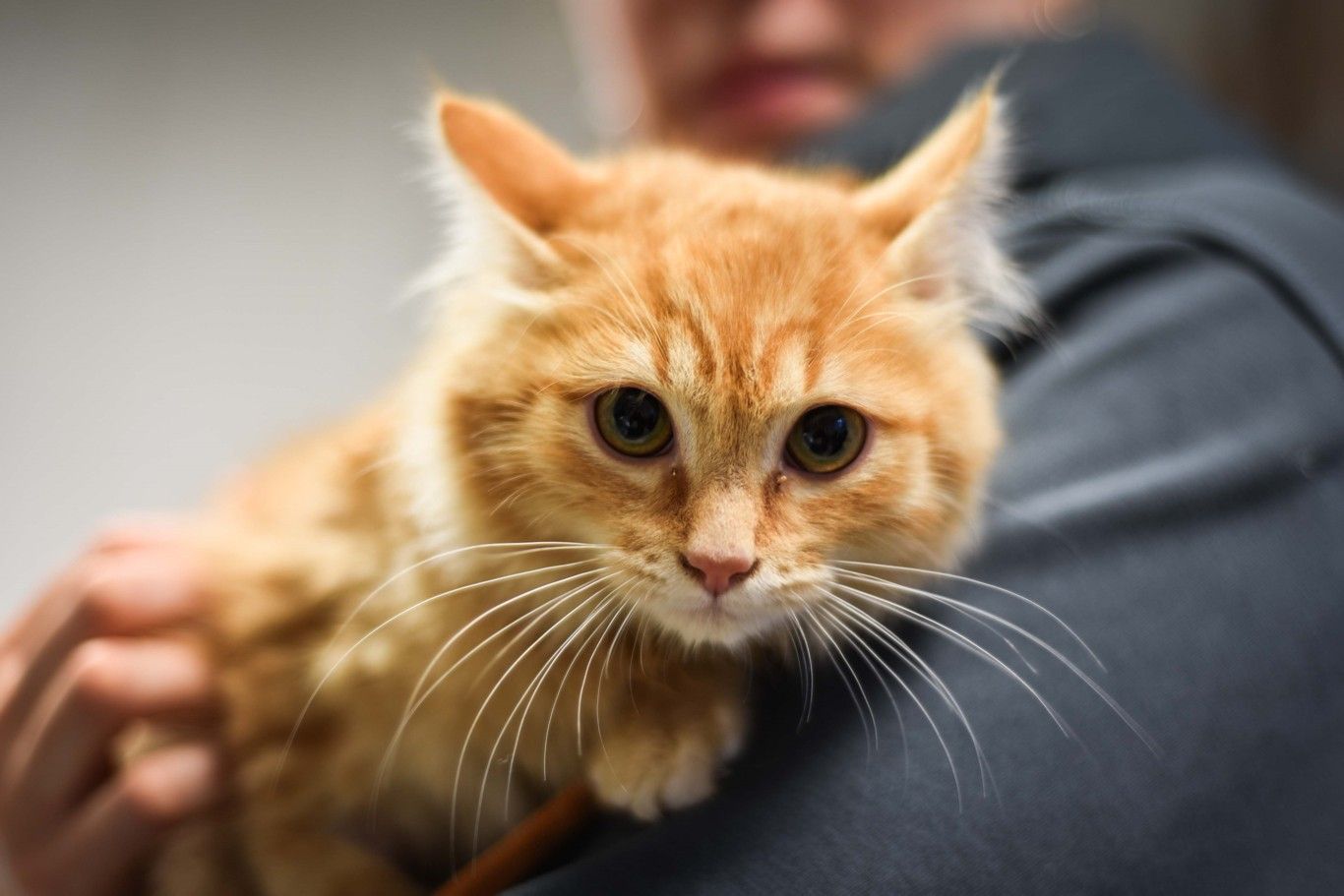 Adoption animaux (chien, chat, cheval, lapin, hamster) - Refuges