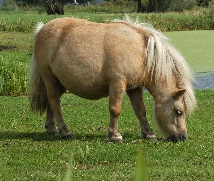 Tout savoir sur le poney | La SPA, Société Protectrice des Animaux