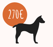 Adopter Piouf, Chat - La SPA - Refuge de Cabourg