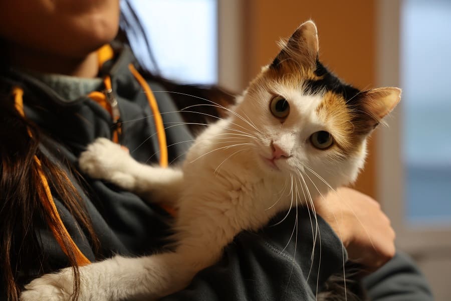 Conseils bien-être animaux de compagnie - Informations essentielles ...