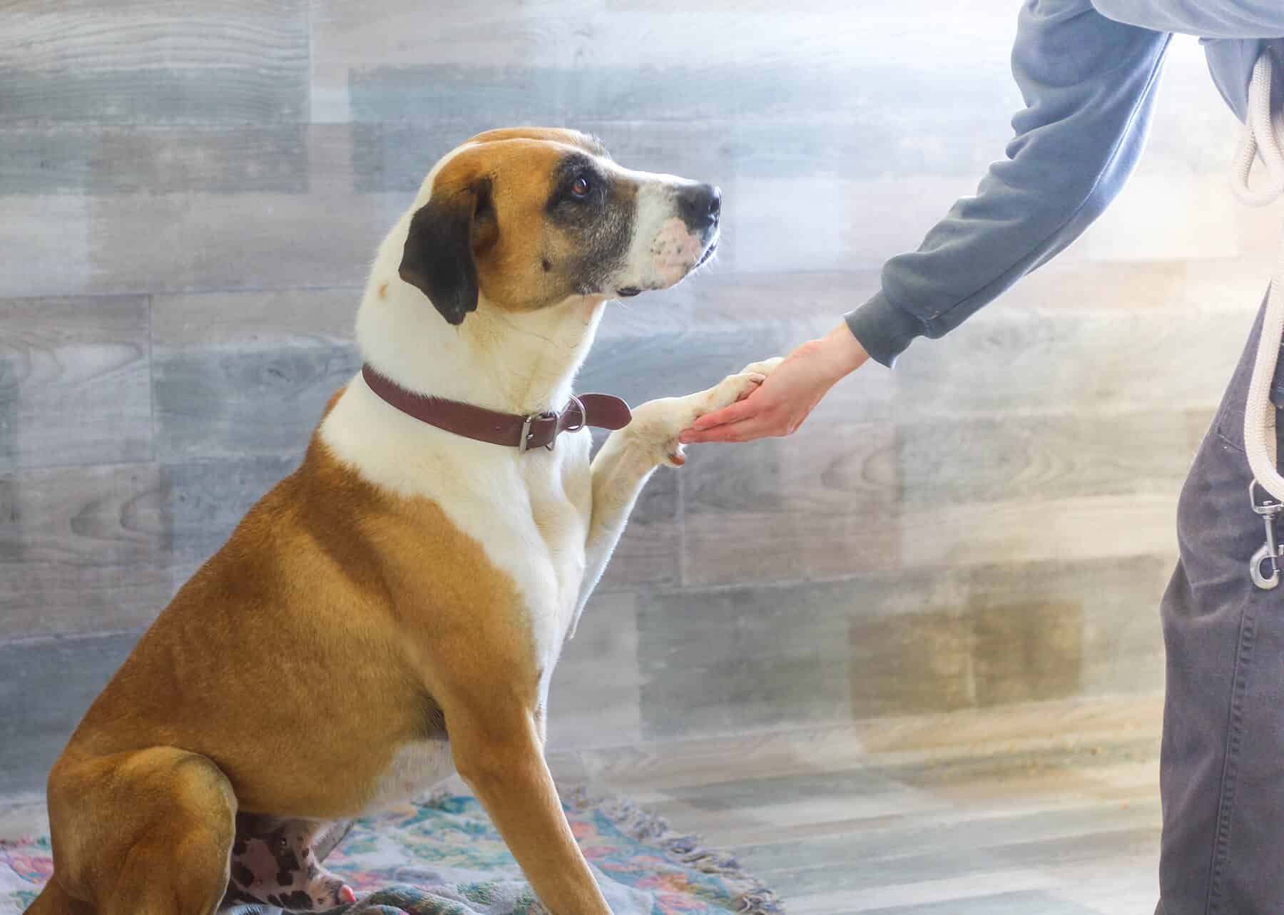 Comment éduquer son chien ? | La SPA, Société Protectrice des Animaux