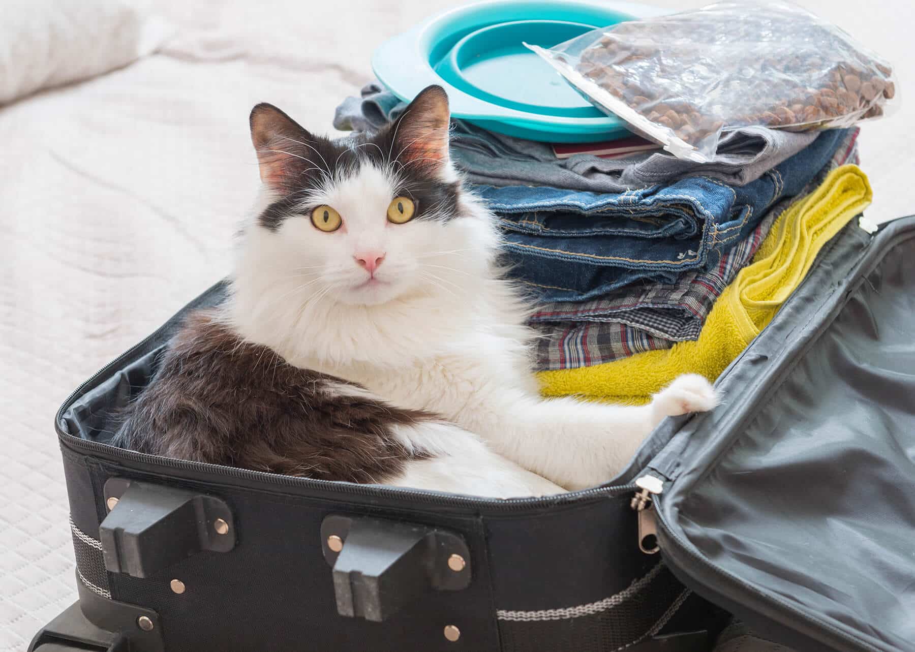Vacances avec son chat : est-ce possible