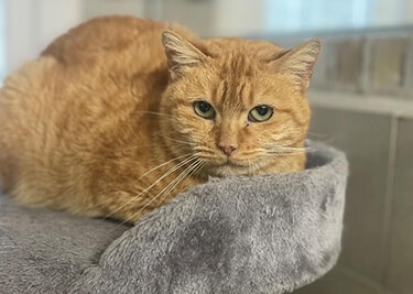 Trouver son animal en adoptant à la SPA