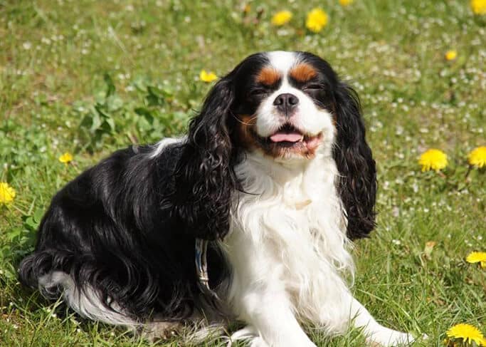 Cavalier King Charles à adopter à la SPA
