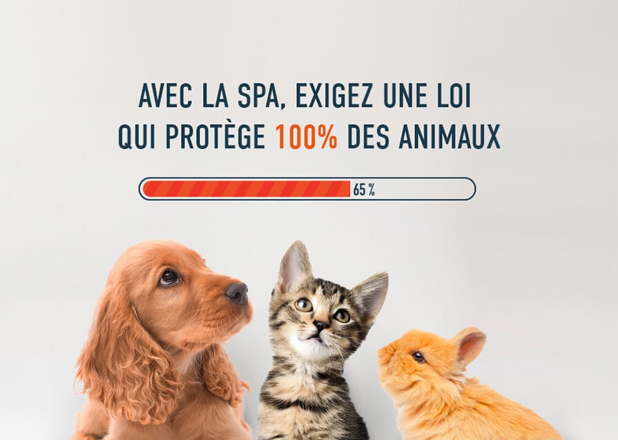 La Société Protectrice des Animaux (SPA) et ses refuges pour animaux