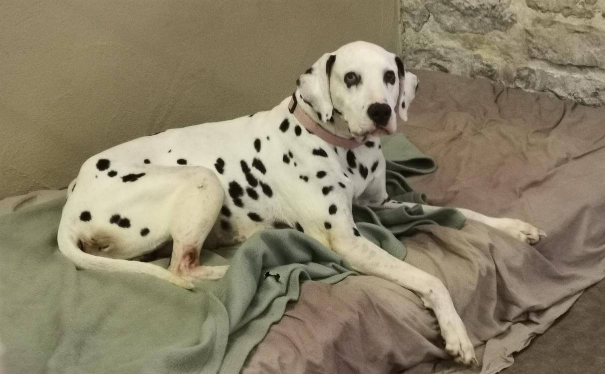 Adopter un Dalmatien - LA SPA