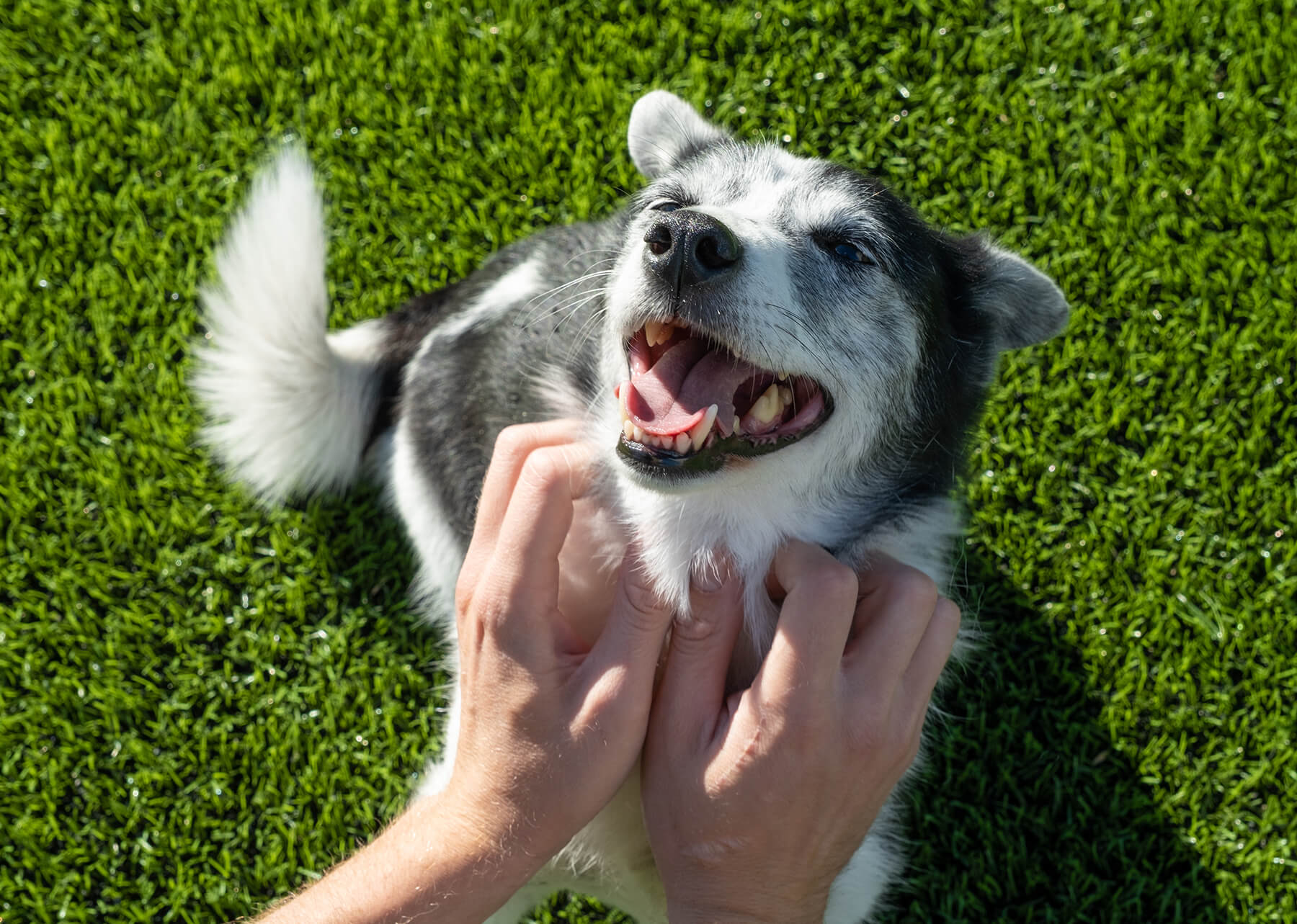 Caresser un chien, mode d'emploi