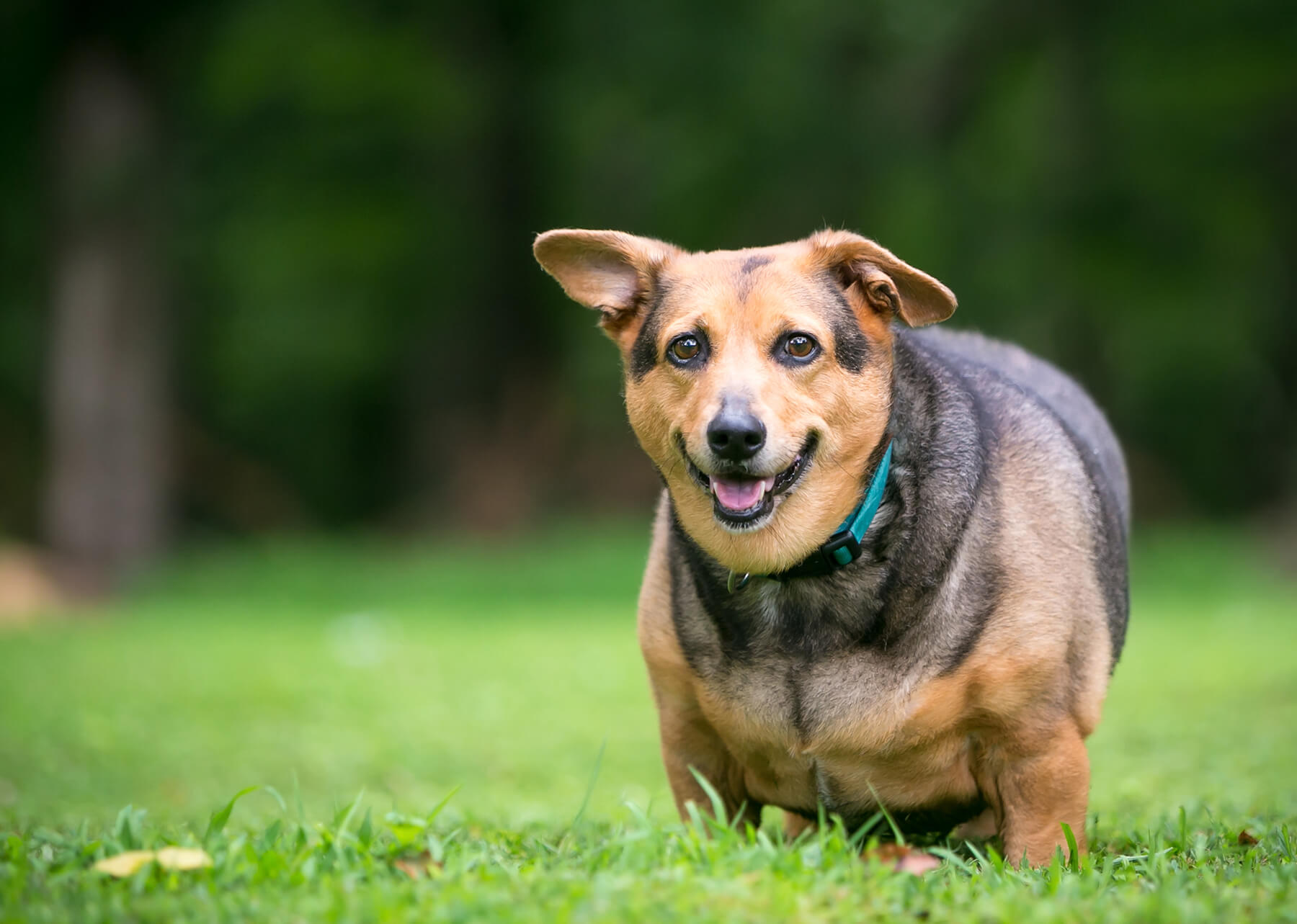 Tout savoir sur le chien obèse
