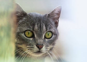 Conjonctivite du chat : comment la détecter et la soigner