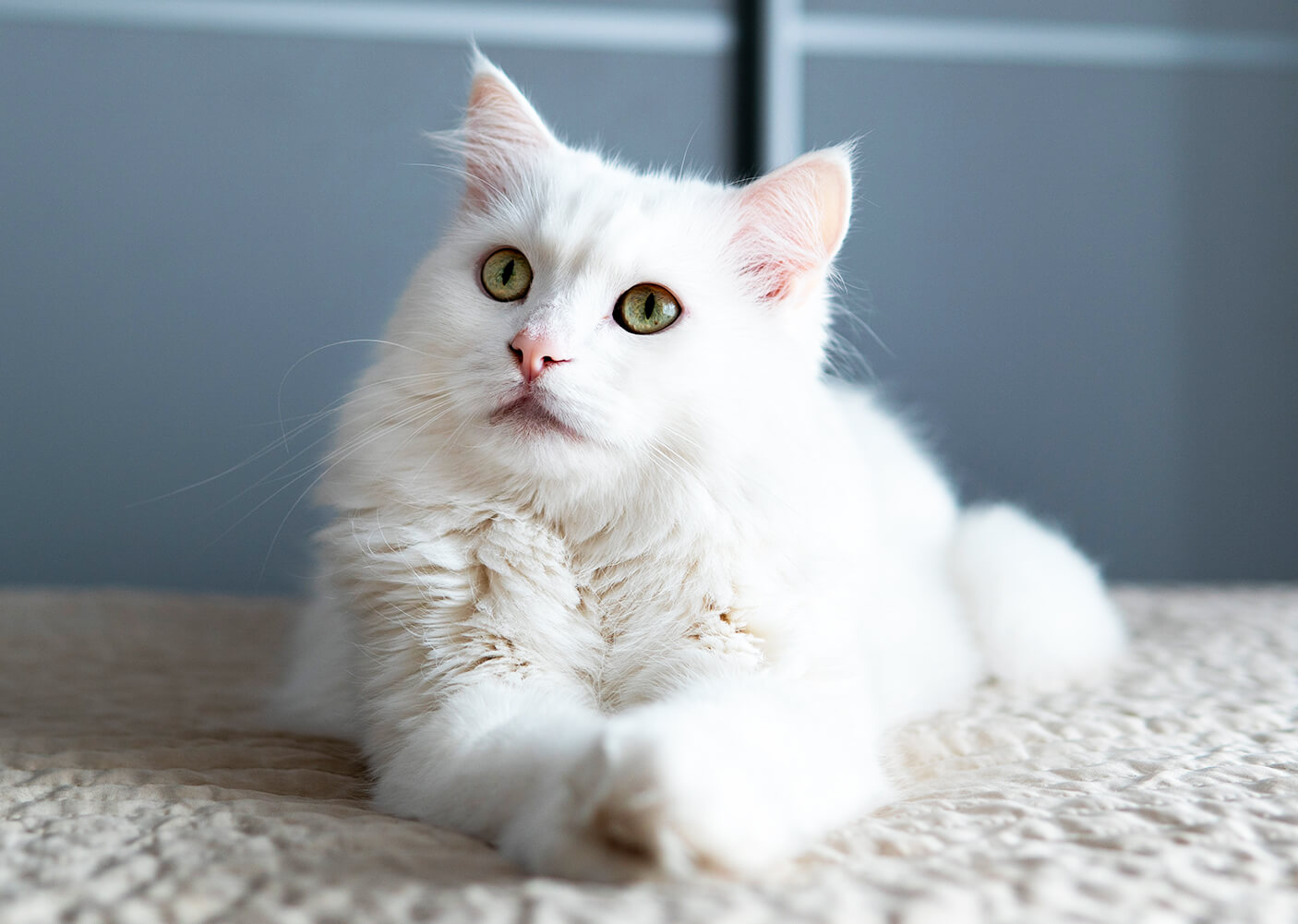 Adopter un Angora - LA SPA