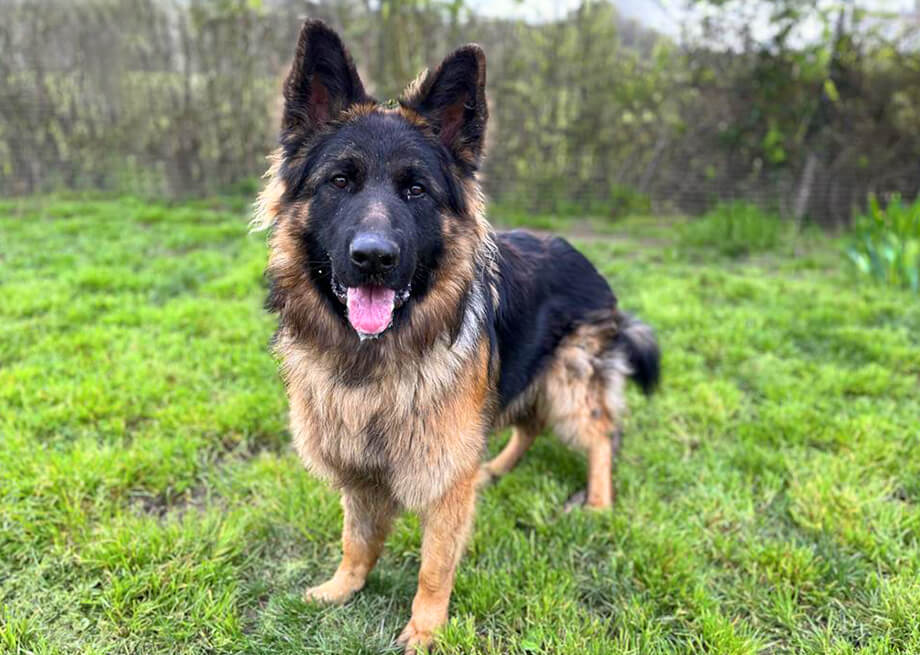 Adopter un Berger Allemand - LA SPA