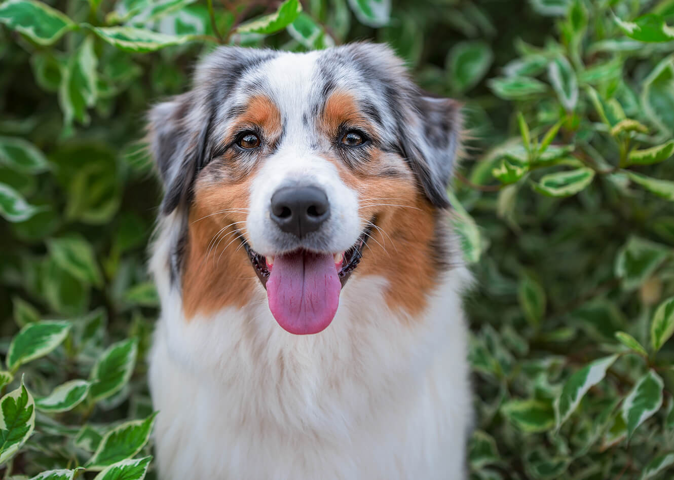 Adopter un Berger australien - LA SPA