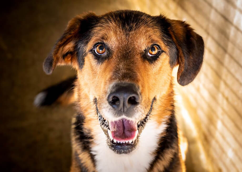 Adopter un Chien Berger - LA SPA