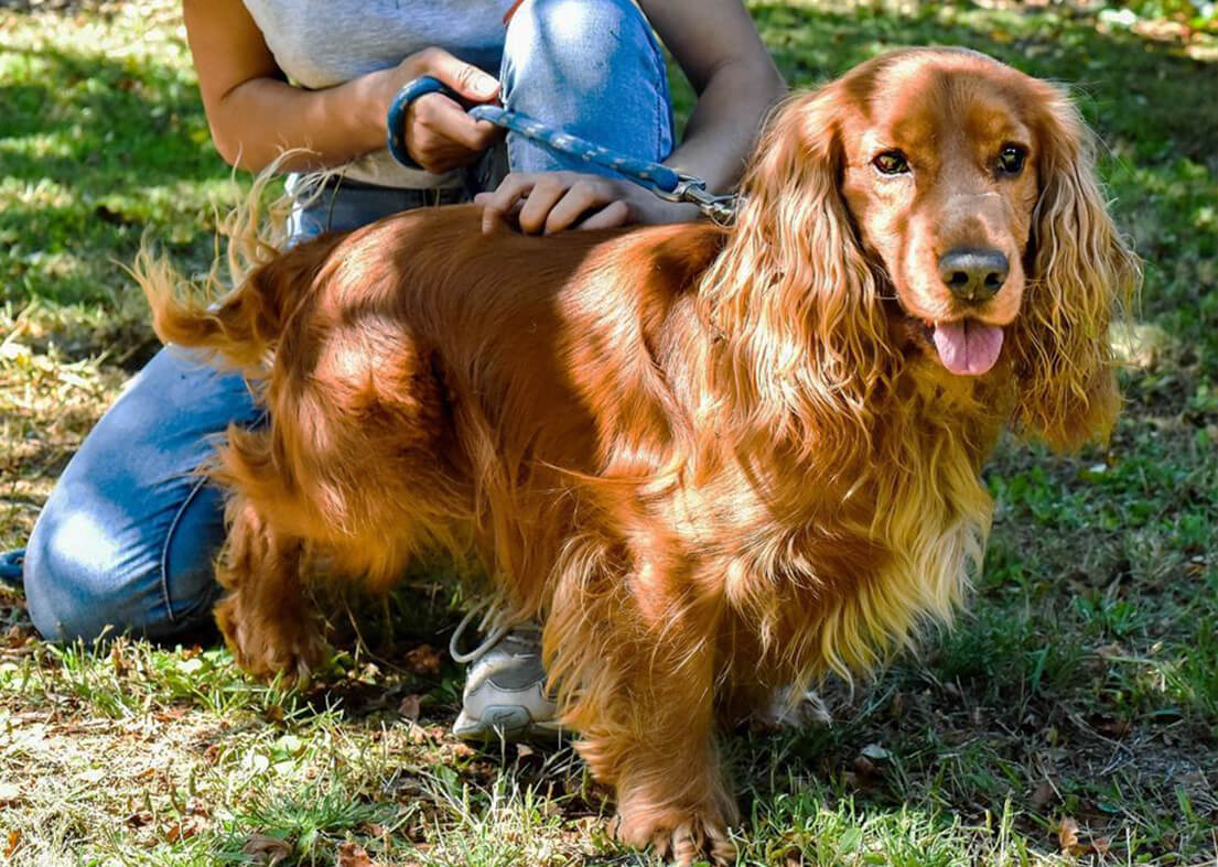 Adopter un Cocker anglais - LA SPA