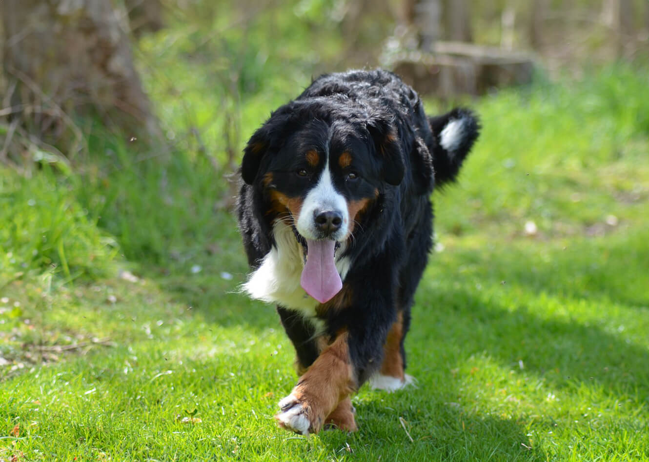 Adopter un Bouvier bernois - LA SPA