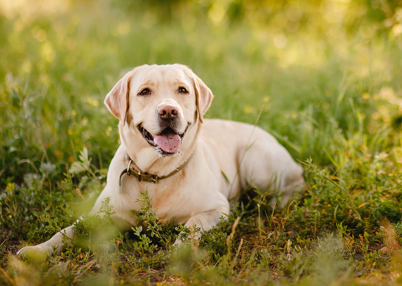 Adopter un Labrador - LA SPA