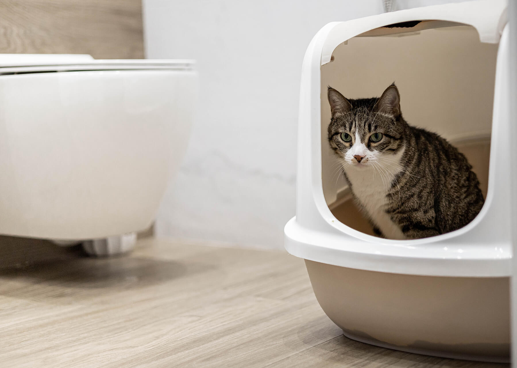 Le guide complet de la litière pour chat