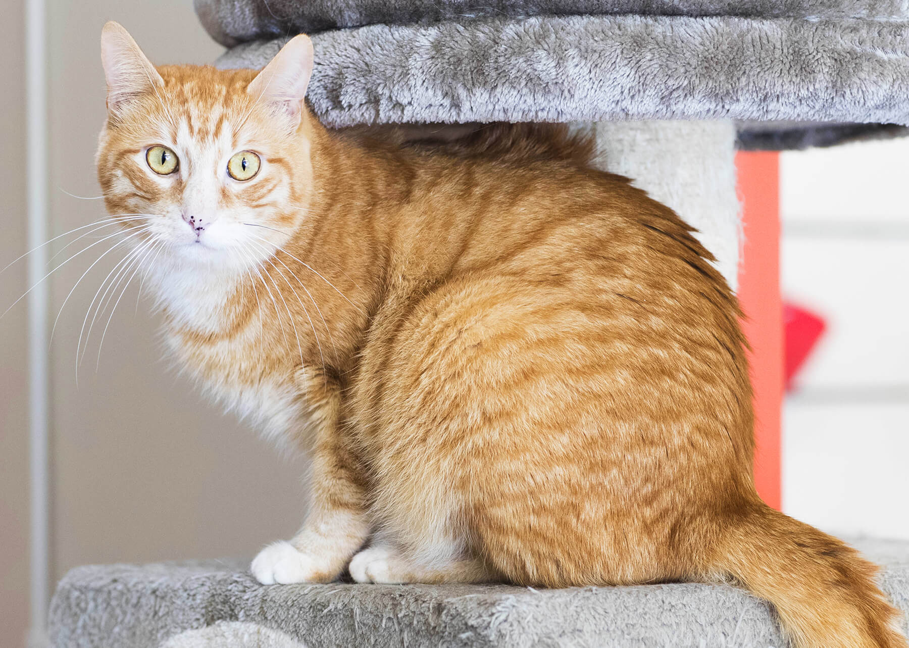 Adopter un chat mâle ou femelle : comment choisir