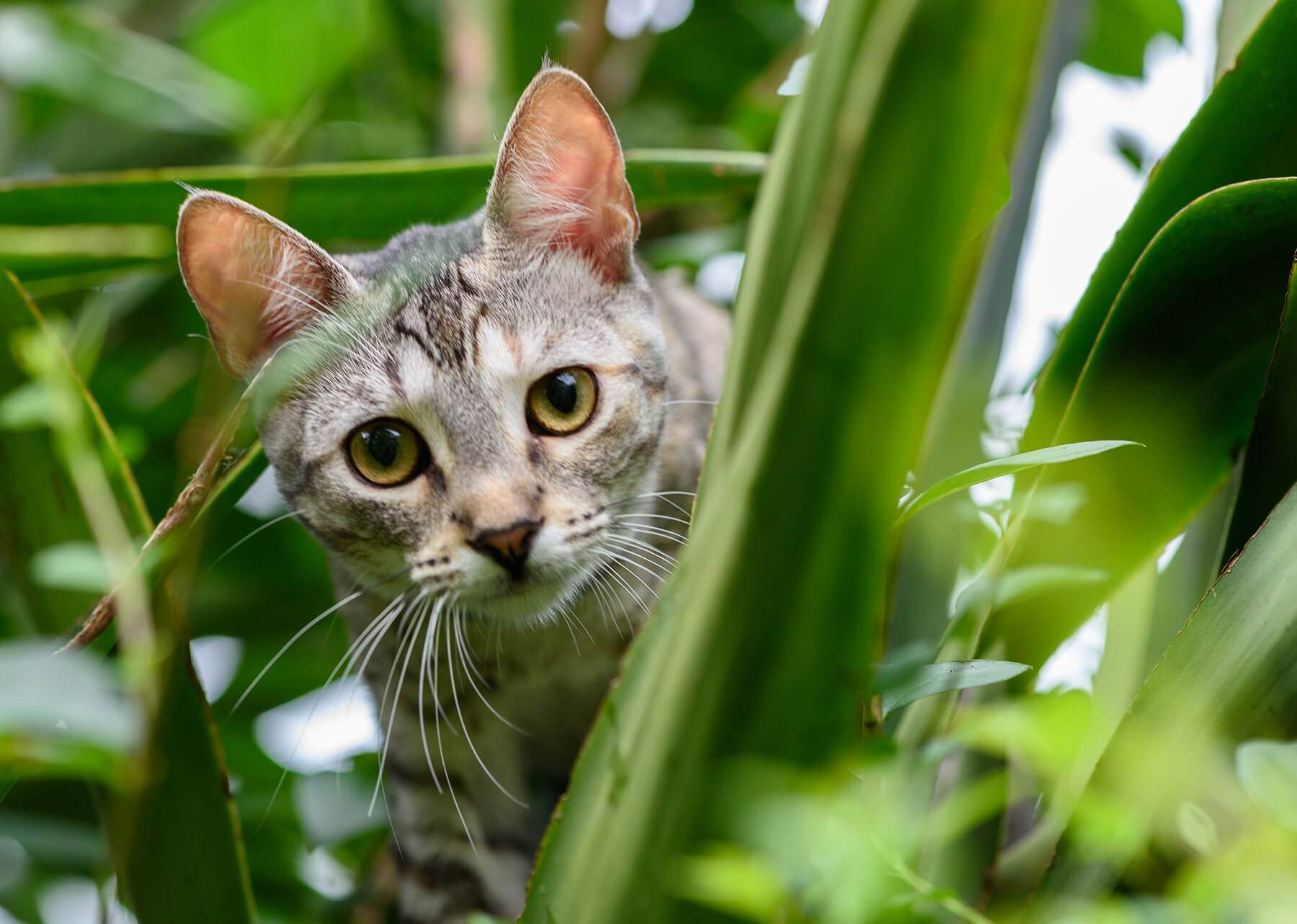Les vers du chat : comprendre et prévenir