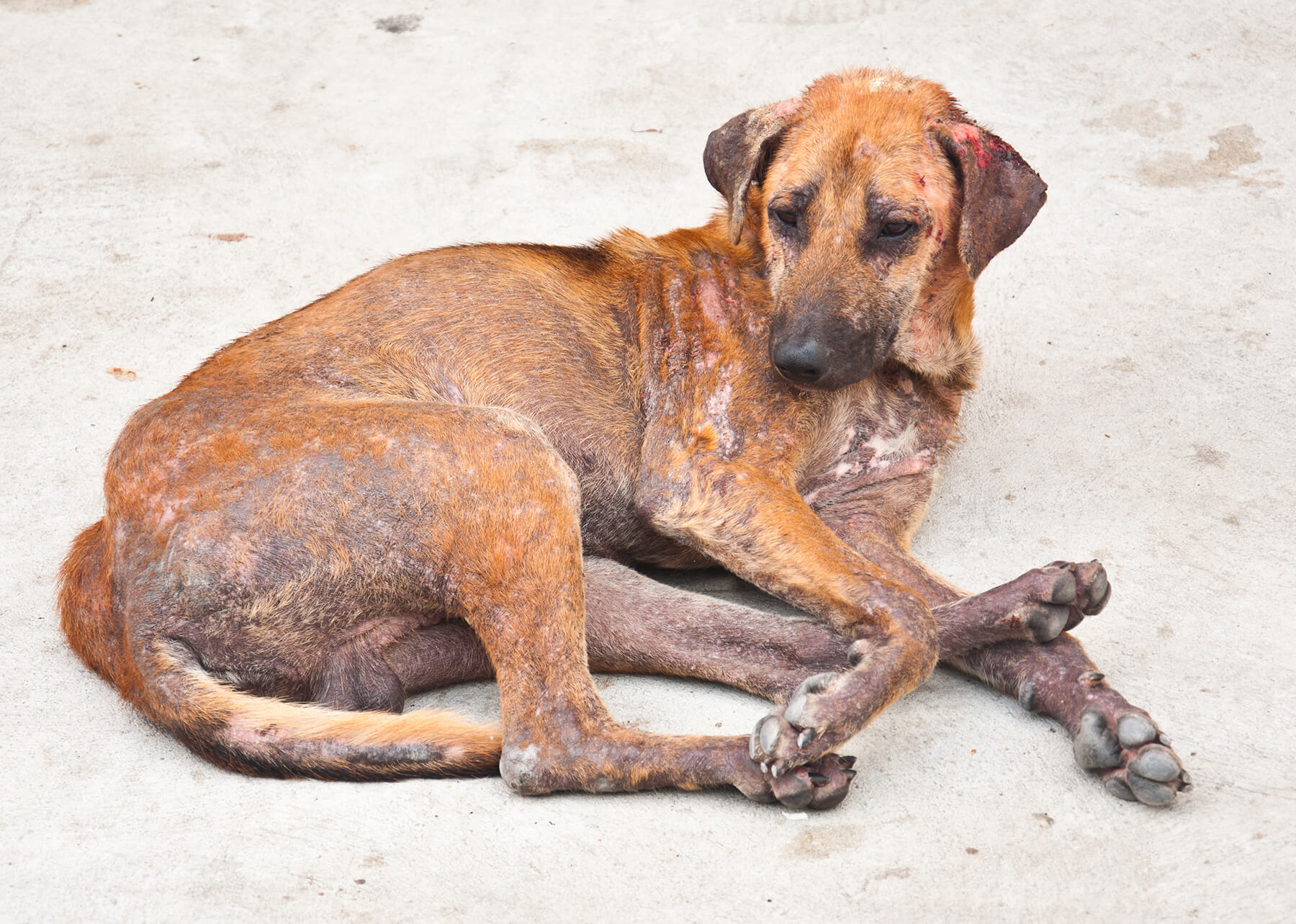Leishmaniose chien : comprendre et prévenir