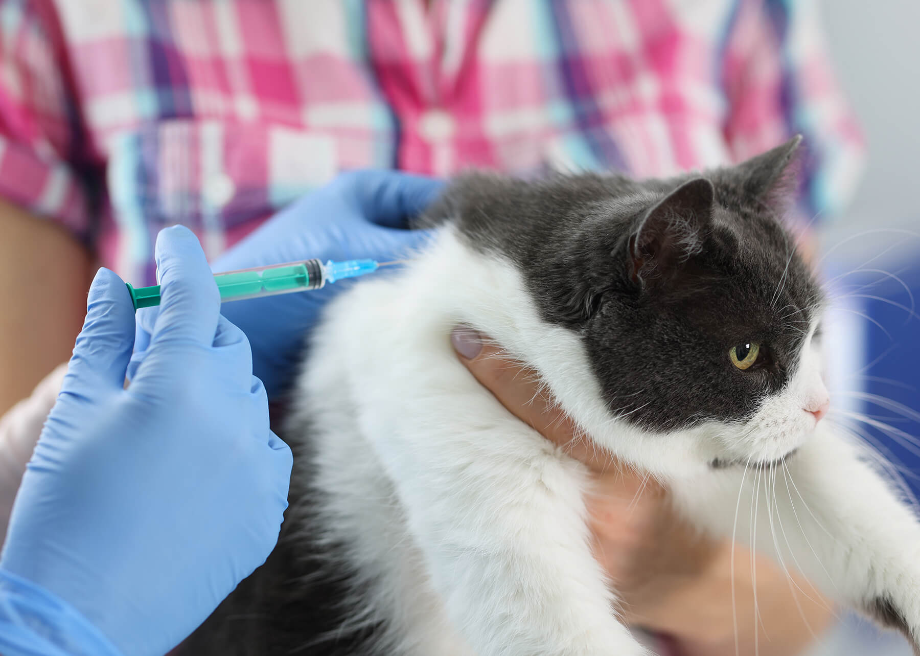 La Société Protectrice des Animaux (SPA) et ses refuges pour animaux