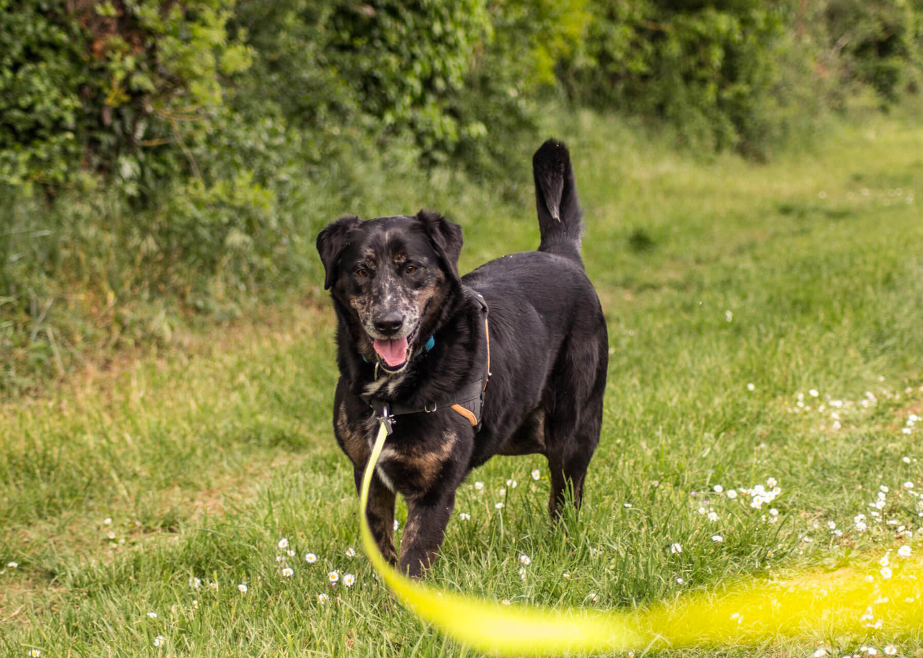 Promener son chien : mode d'emploi