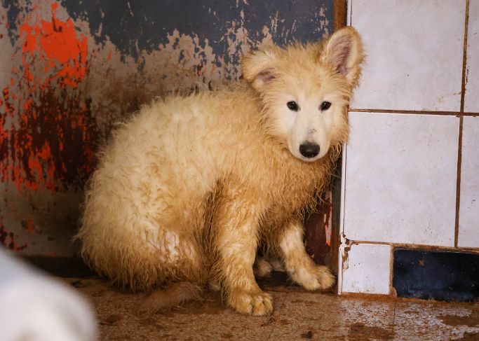 Sauvetage de 515 animaux, la plus grande saisie de la SPA depuis 20 ans ...