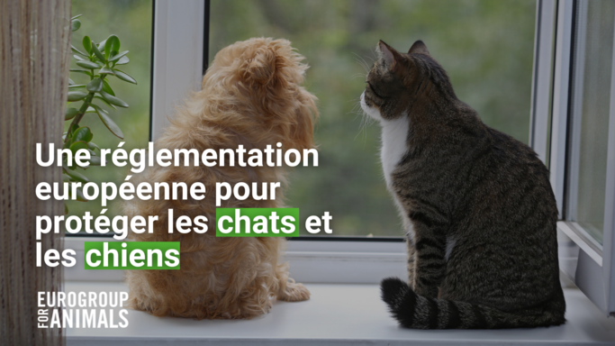 La Société Protectrice des Animaux (SPA) et ses refuges pour animaux