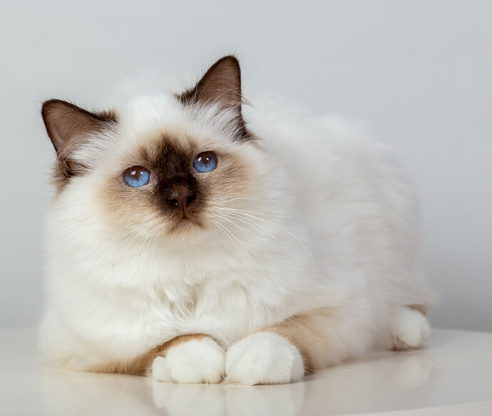 Le Sacré de Birmanie ou chat birman - LA SPA