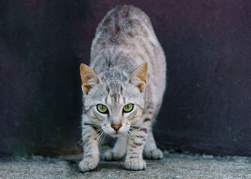 Langage corporel du chat : le guide du parler félin pour les humains
