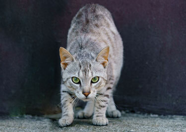 Langage corporel du chat : le guide du parler félin pour les humains