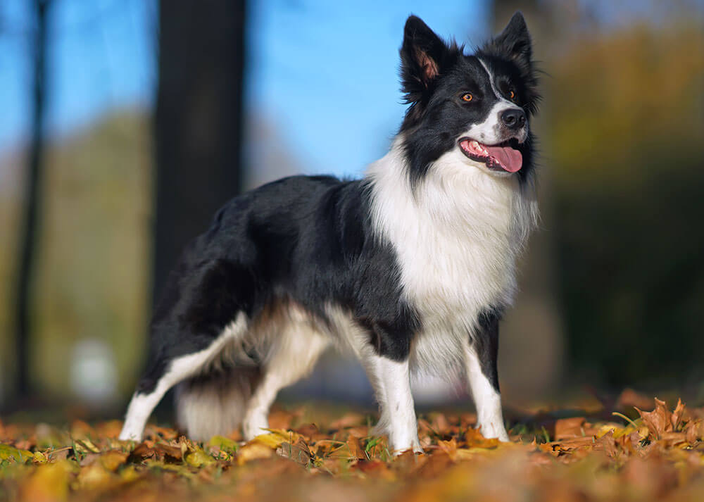 Adopter un Border collie - LA SPA
