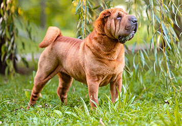 Les chiens à adopter à la SPA