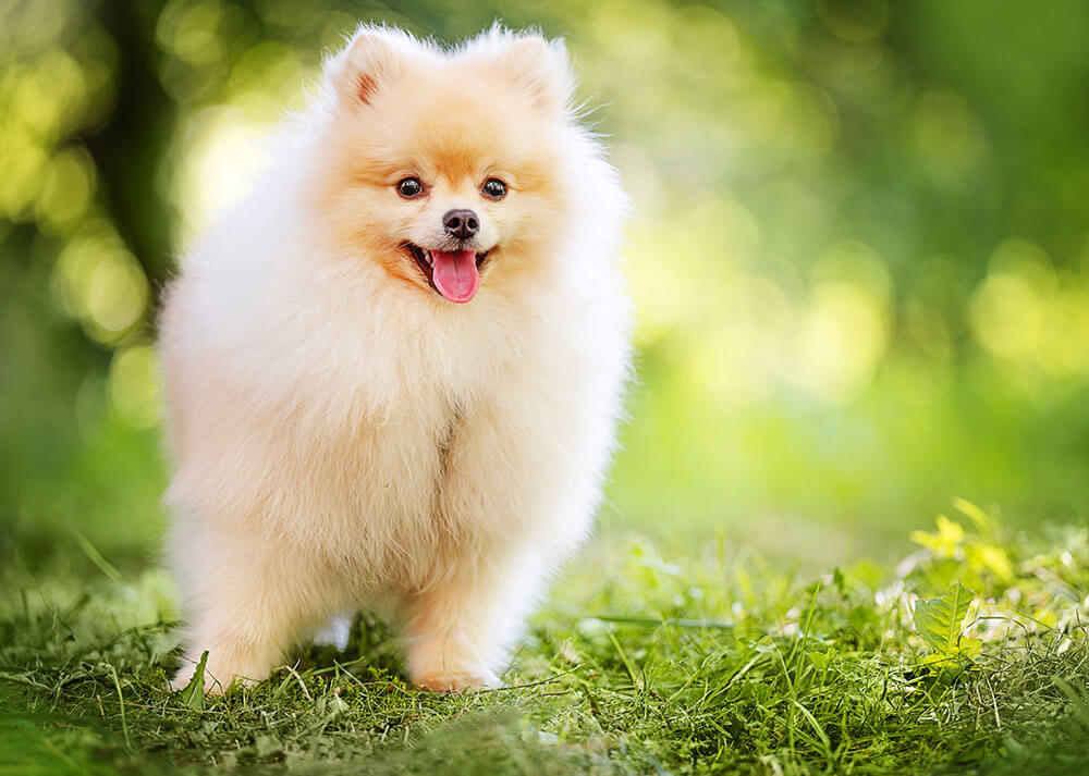 Adopter un Spitz - LA SPA