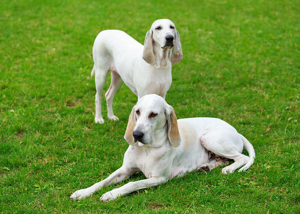 Adopter un Billy - LA SPA