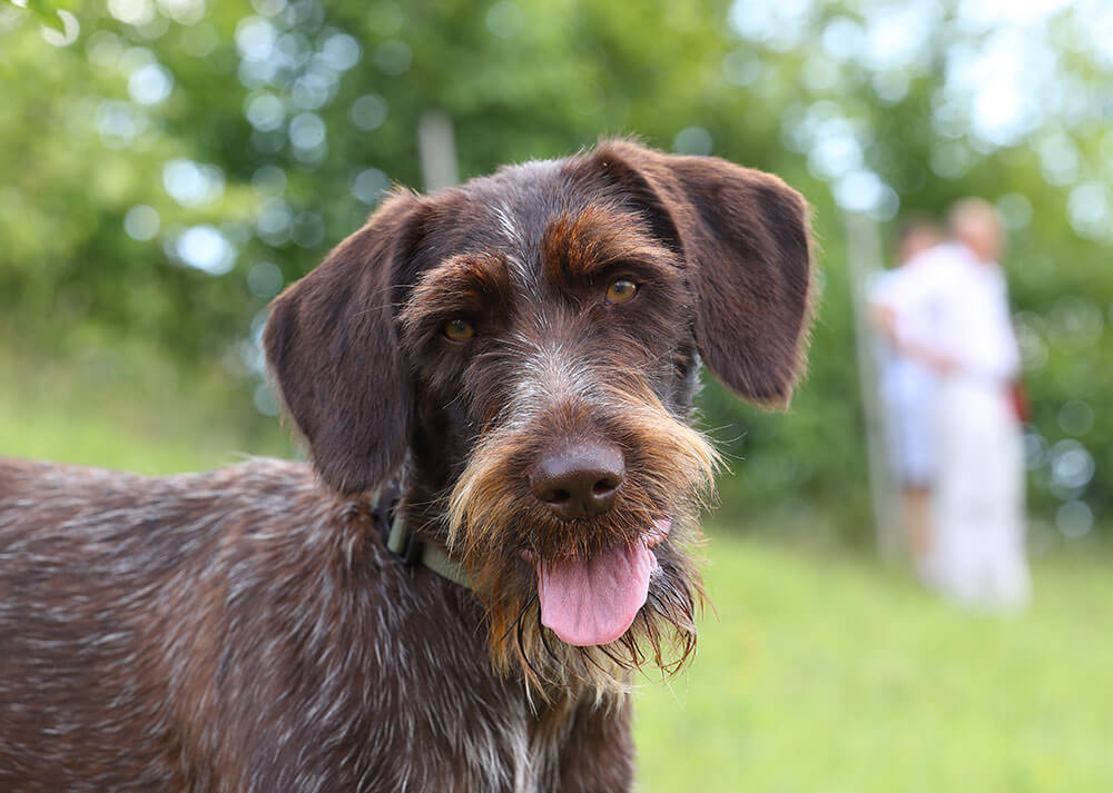 Adopter un Drahthaar - LA SPA