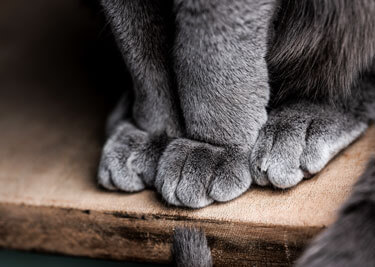 Tout savoir sur les pattes des chats