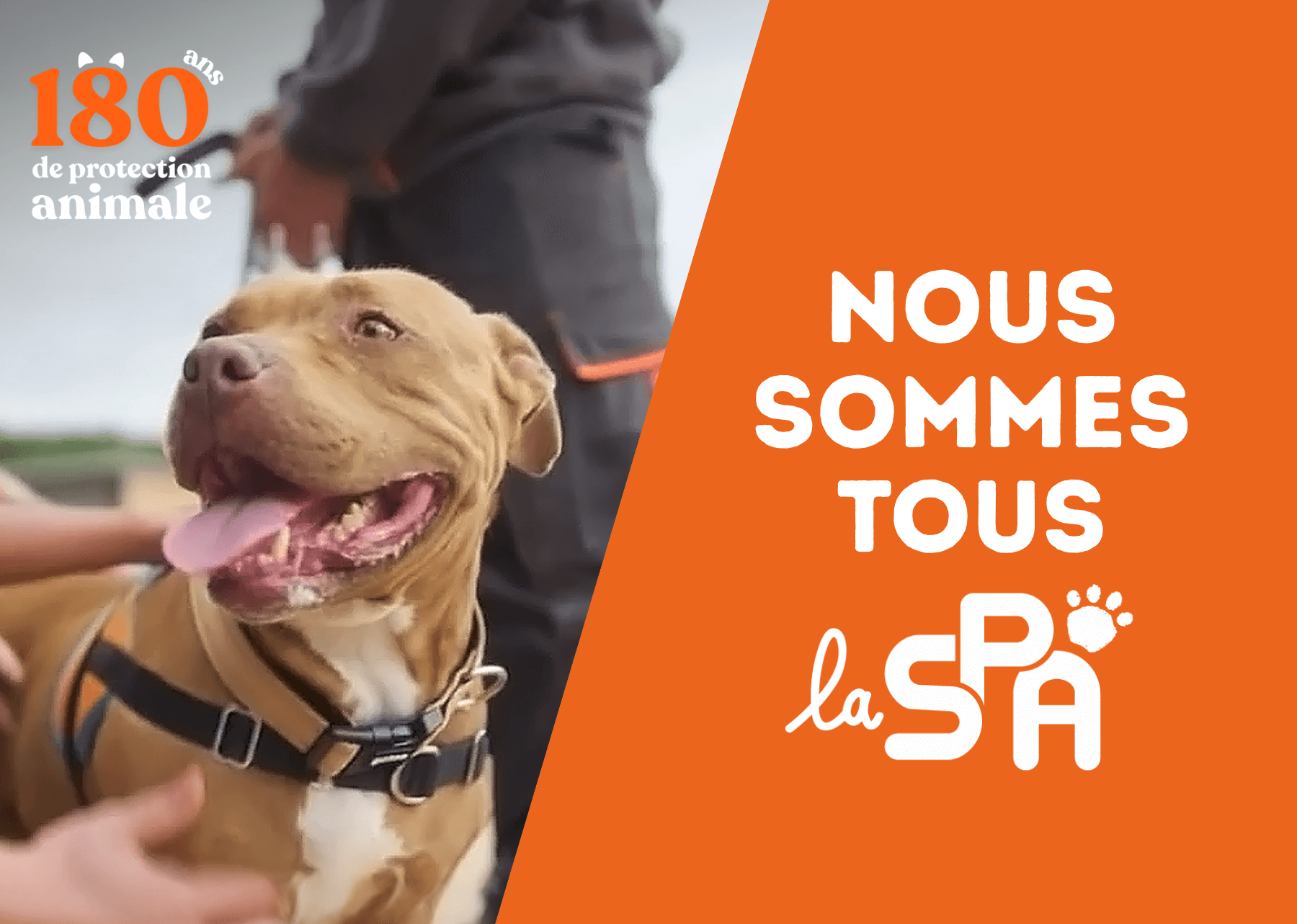 La Société Protectrice des Animaux (SPA) et ses refuges pour animaux