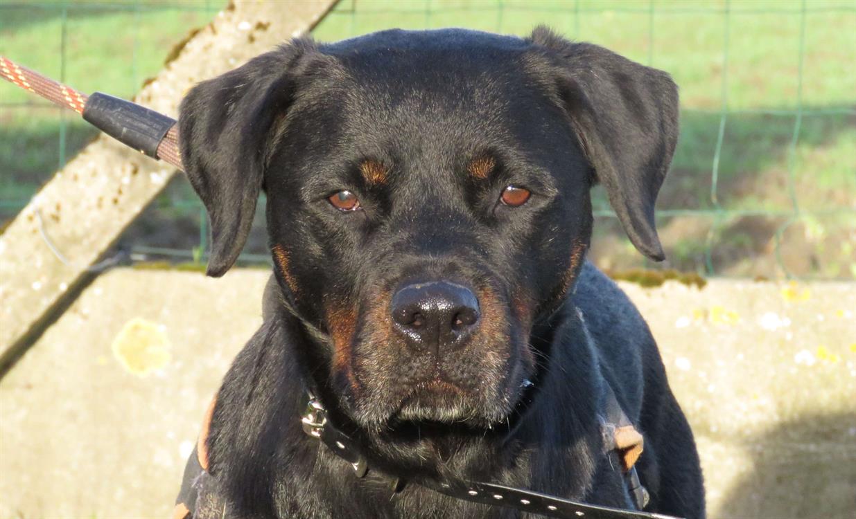 Adopter un Rottweiler - LA SPA