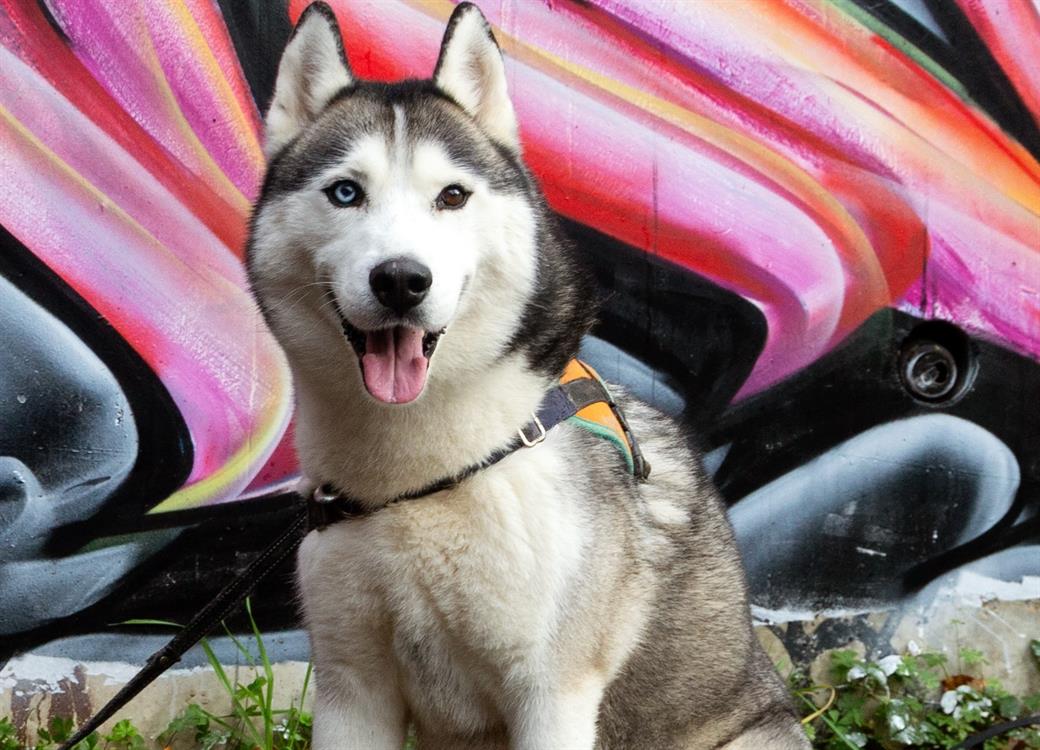 Adopter un husky à la SPA - LA SPA